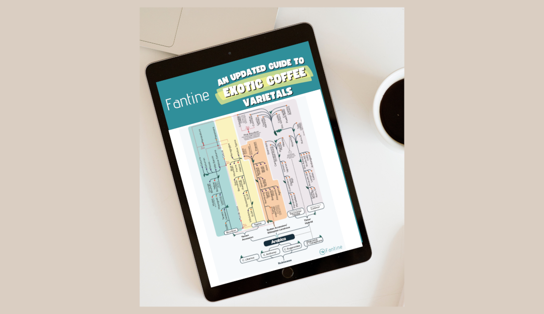 Complete guide to exotic coffee varieties